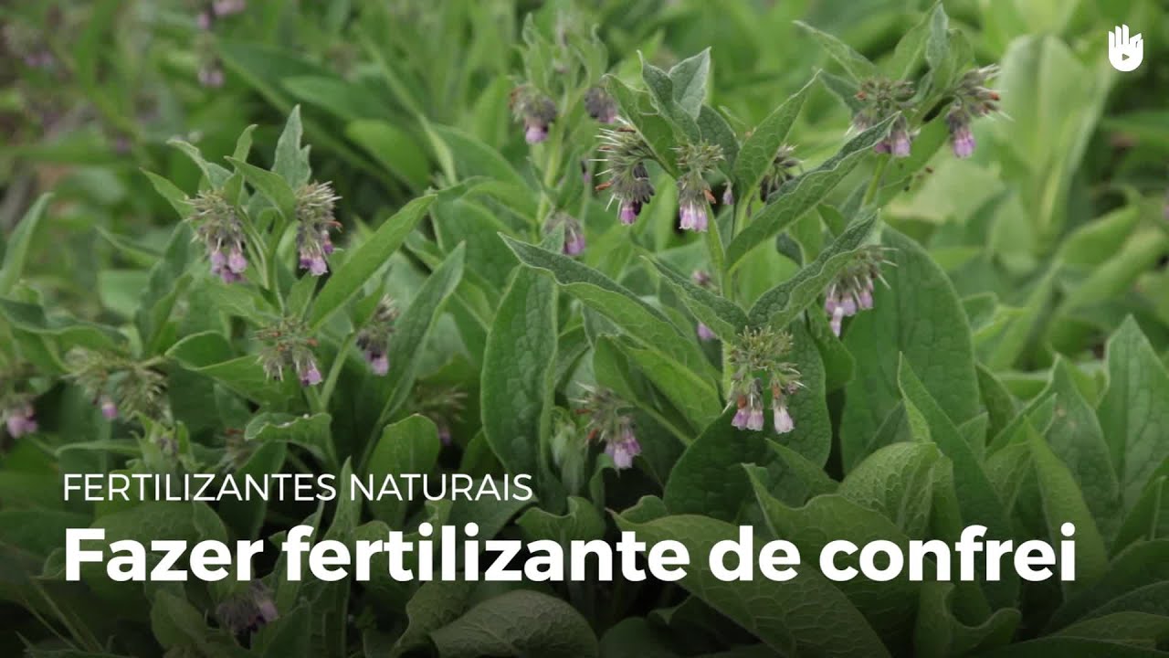 Fertilizante de confrei - Cultivo orgânico | Sikana