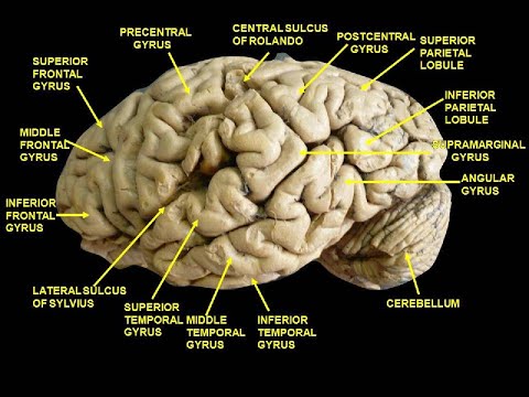 Superior temporal gyrus