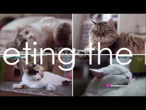 The Pet Paradise Exploring Craigslist Pets Across Cities