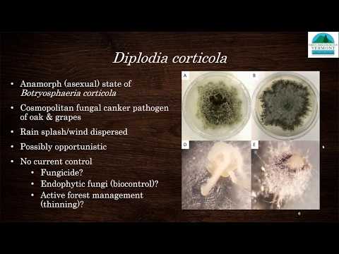 Oak Diseases of Concern in the Eastern US
