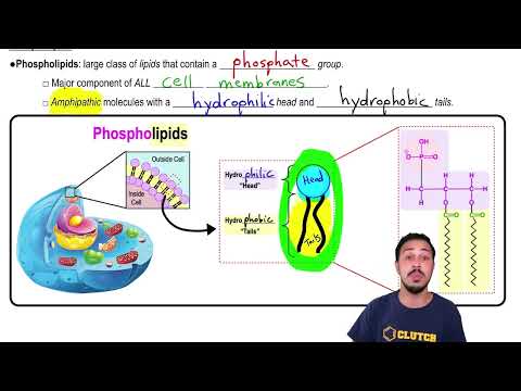 Phospholipids in 4 mins - High School Biology Lesson, Lipids Fatty Acids Macromolecules