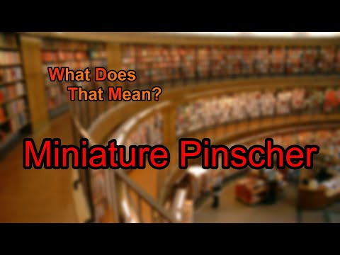 What does Miniature Pinscher mean?