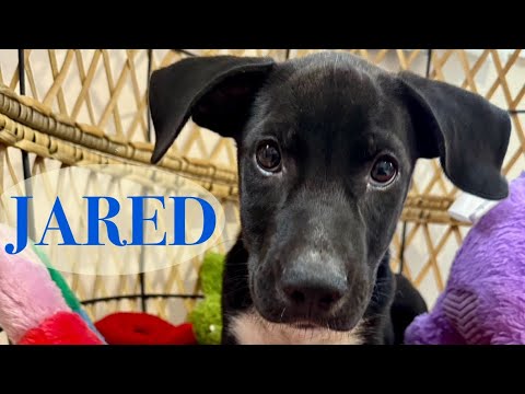 Dog for adoption - Jared Luke, a Pit Bull Terrier & Labrador Retriever Mix in Austin, TX | Petfinder
