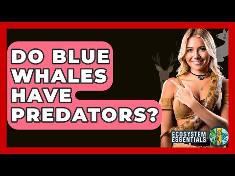 Do Blue Whales Have Predators? - Ecosystem Essentials