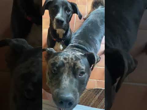 Zingara - noch rechtzeitig gefunden | Hund, Labrador-Mix (Mischling ...