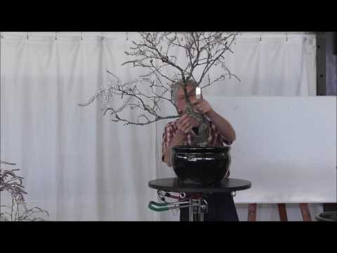 Bonsai Wisteria Talk by Geoff Bray – Bimer Bonsai Club