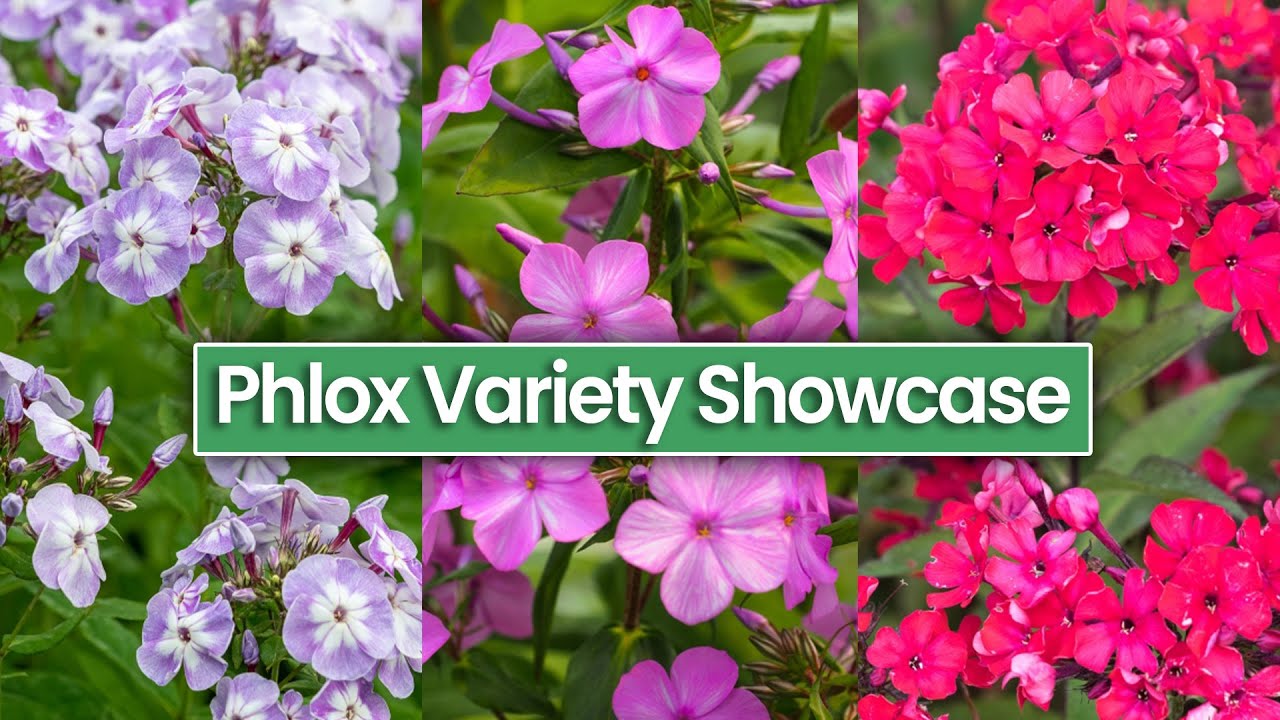 9 Perennial Phlox: A Classic Choice for Cottage Gardens