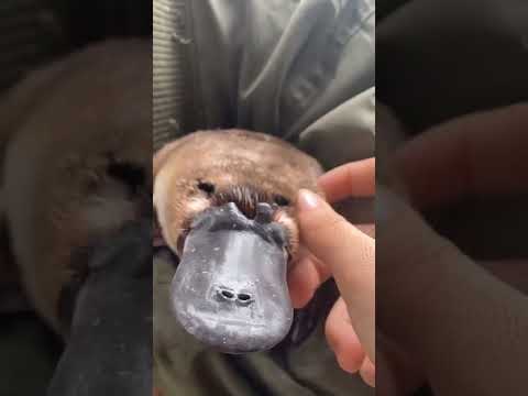 Cute platypus #shorts