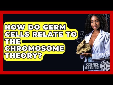 How Do Germ Cells Relate To The Chromosome Theory? - Science Through Time