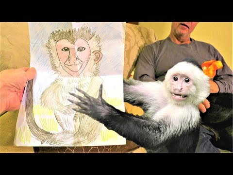 Pet Monkey Opens Mail from YouTube Fans! | Awesome Gifts!