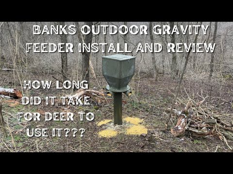 HOW LONG DOES IT TAKE DEER TO GET USE TO A FEEDER? Banks outdoor 300 lb gravity feeder review.