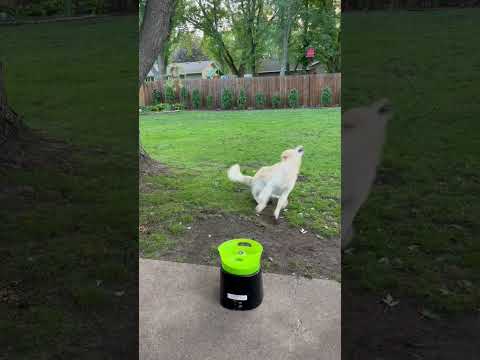 I think we have it down! GoDogGo Fetch Machine Dog Ball Launcher & Automatic Ball Launcher for Dogs