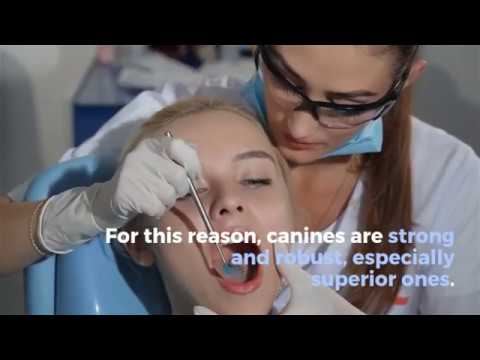 Canine Teeth: Everything You Need To Know