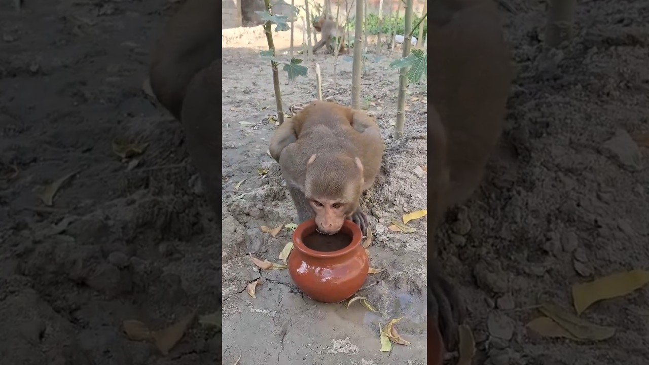 The thirsty monkey drank water # viralshortvideo#tranding