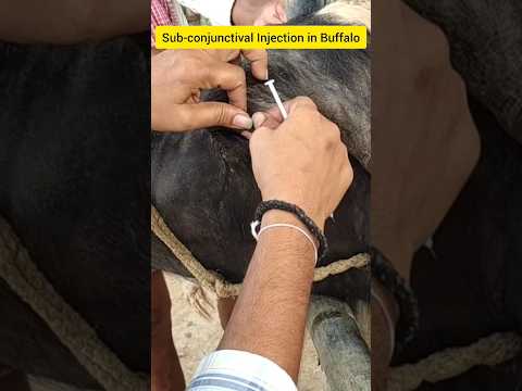 sub-conjunctival injection in buffalo #corneal opacity #treatment