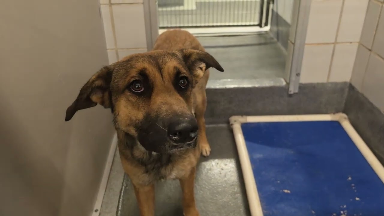 Acs A803423