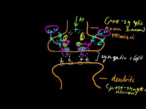 Part 8 - Synapses