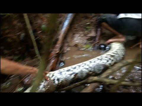Un python de 8 mètres capturé en Indonésie | Nuage Ciel d'Azur