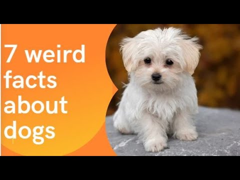 7 WEIRD UNKNOWN FACTS ABOUT DOGS