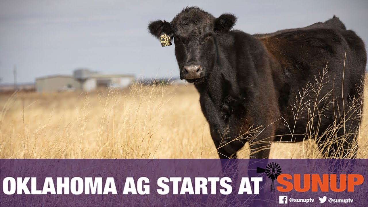 Passive Immunity & Cow Health (1/9/21)
