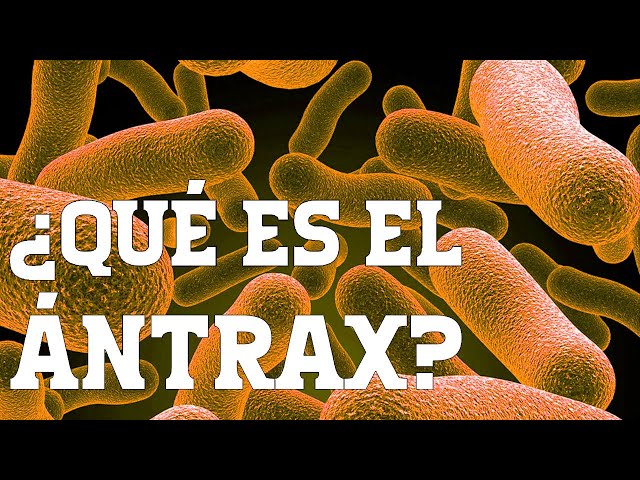 ¿Qué es el ántrax y cómo afecta a los niños? | Me lo dijo Lola