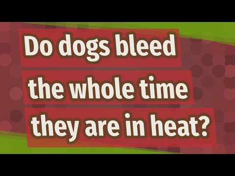 Do dogs bleed the whole time they are in heat?
