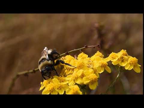 Bee Pee | The Evolving Naturalist