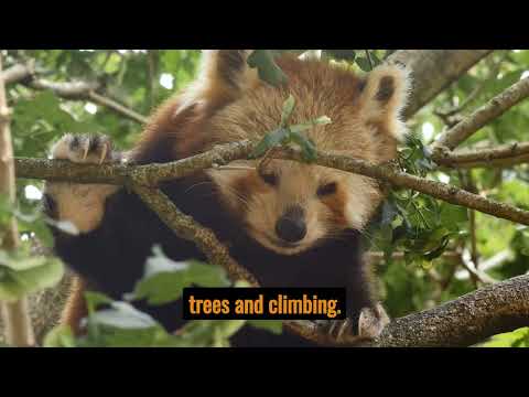 5 little-known facts about red pandas