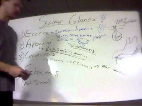 Skin Glands