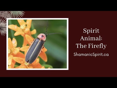 Animal Spirit Guide: The Firefly (Shamanic Power Animal). Firefly Symbolism