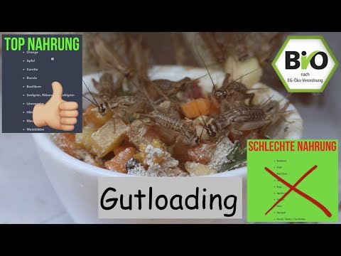 GutLoading | Gutes Futter/Schlechtes Futter