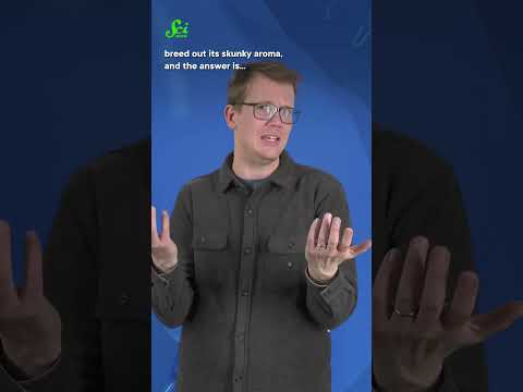 Can we de-skunk our cannabis? #shorts #science #SciShow