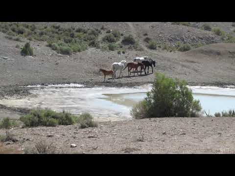 Pond Dries Up at Sand Wash Basin HMA – Western Horse Watchers Association