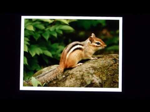 Boreal Forest Biome Science 10