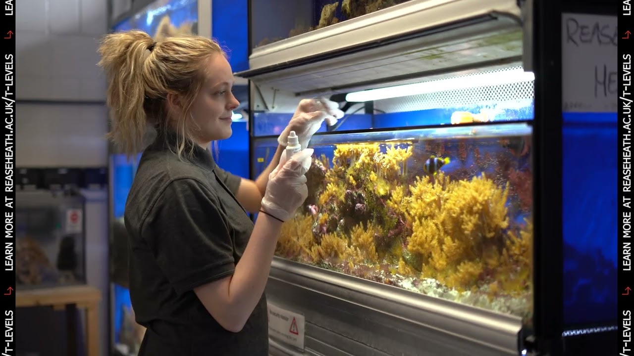 What are T Levels at Reaseheath College?