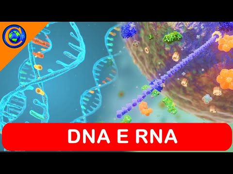 GENÉTICA - DNA e RNA
