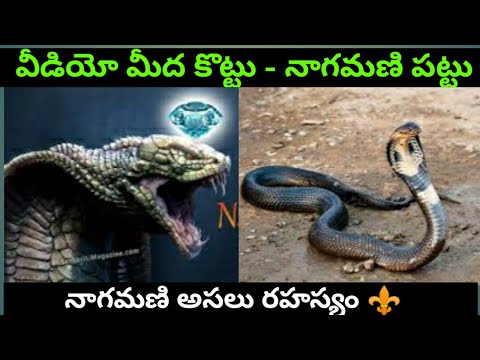 NAGAMANI SNAKE || NAGAMANIKYAM || NAGUPAMU