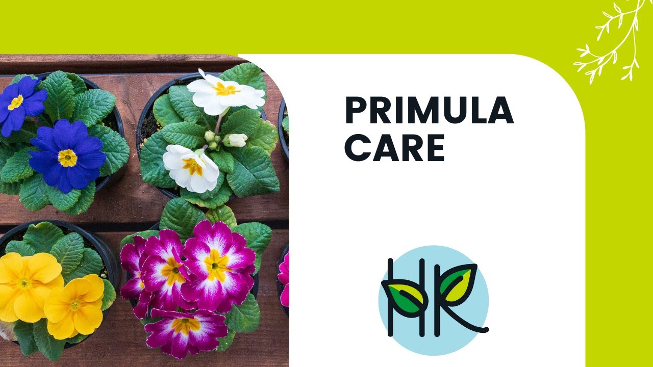 Primula Care 101