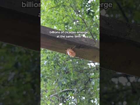 Experts are saying to expect millions of cicadas per acre in 2024 #cicadas #news #2024