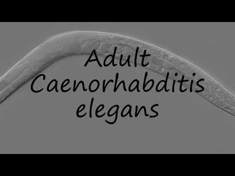 How to pronounce Adult Caenorhabditis elegans in English?