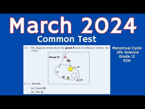 March 2024 Common Test | Life Science Grade 12 | Human reproduction | Menstrual cycle.