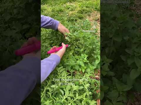 Oregano Harvest