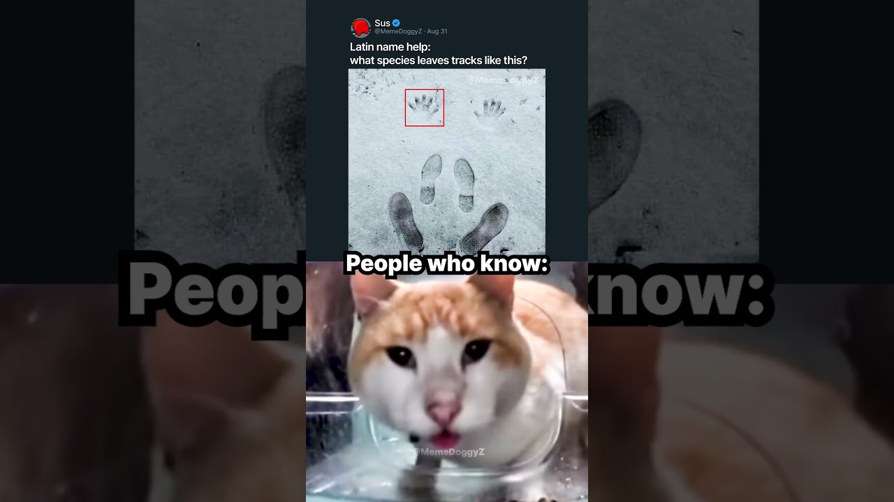 #crazilyfunny 🙀