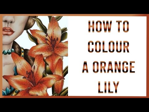 Tutorial: Orange Lily in Coloured Pencil