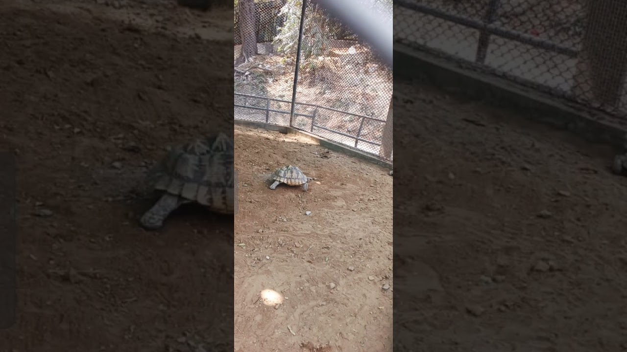 Indian star tortoise - Facts, Diet, Habitat & picture on Animalia.bio / cuteanimals.
