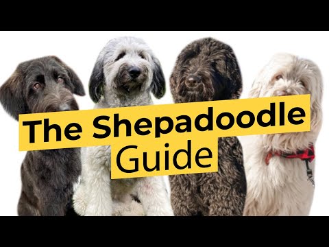The Shepadoodle Guide 📃 Poodle and German Shepherd Mix! 🐶🔴 2022 🔴