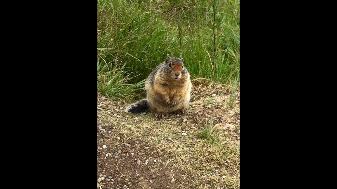 Ground Squirrel Screaming AvSlagle William