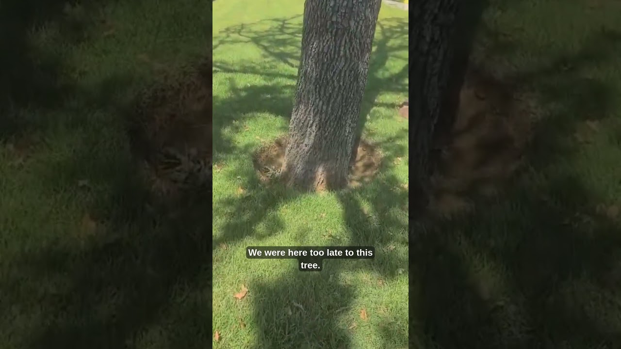 Protect Your Trees During Construction to Keep Them Healthy