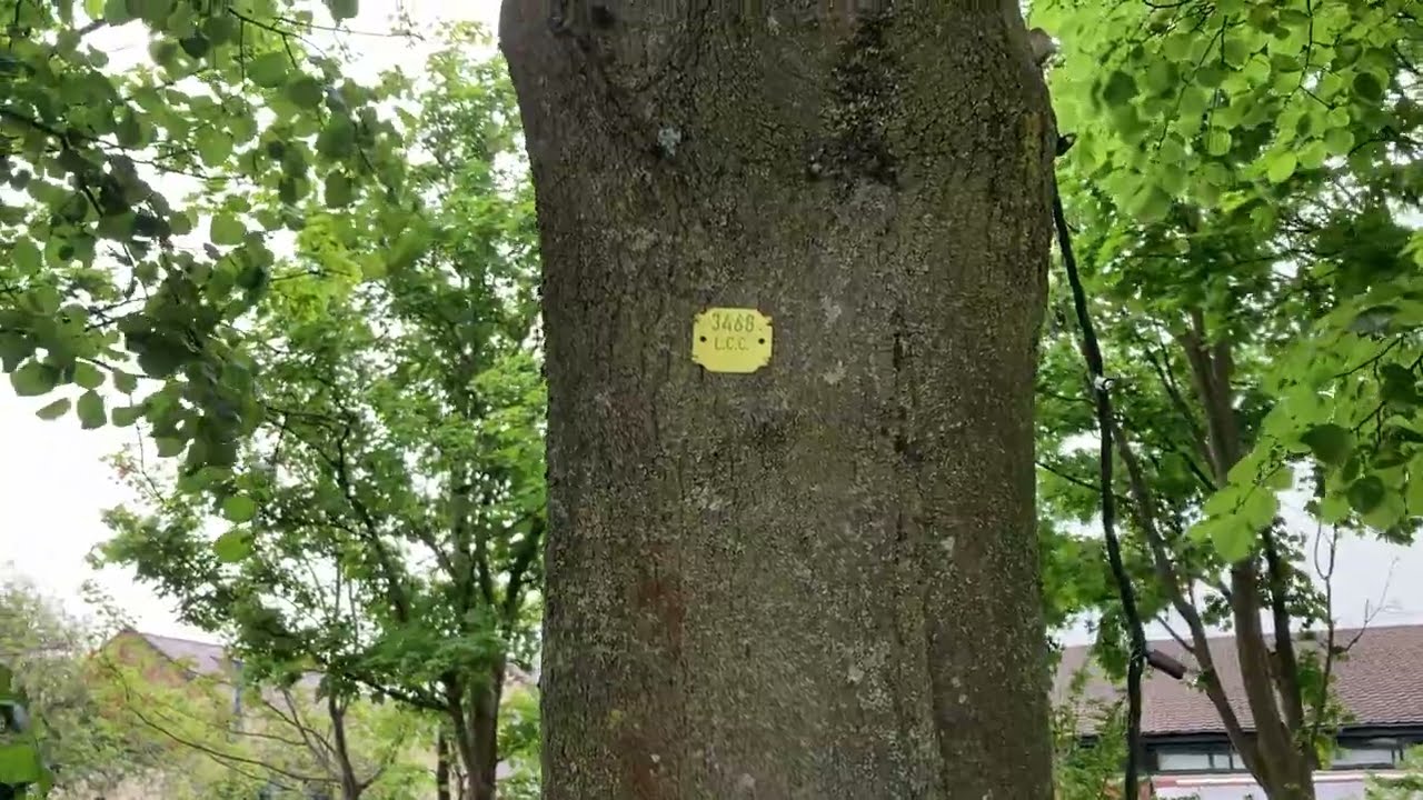 How To Identify a Protected Tree - Tree Preservation Orders