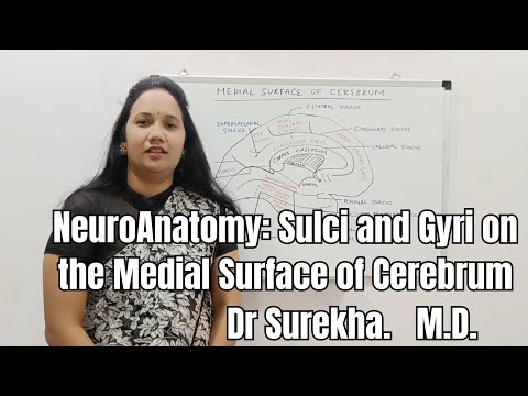 Anatomy Lectures NeuroAnatomy: Sulci and gyri on the medial surface of cerebrum